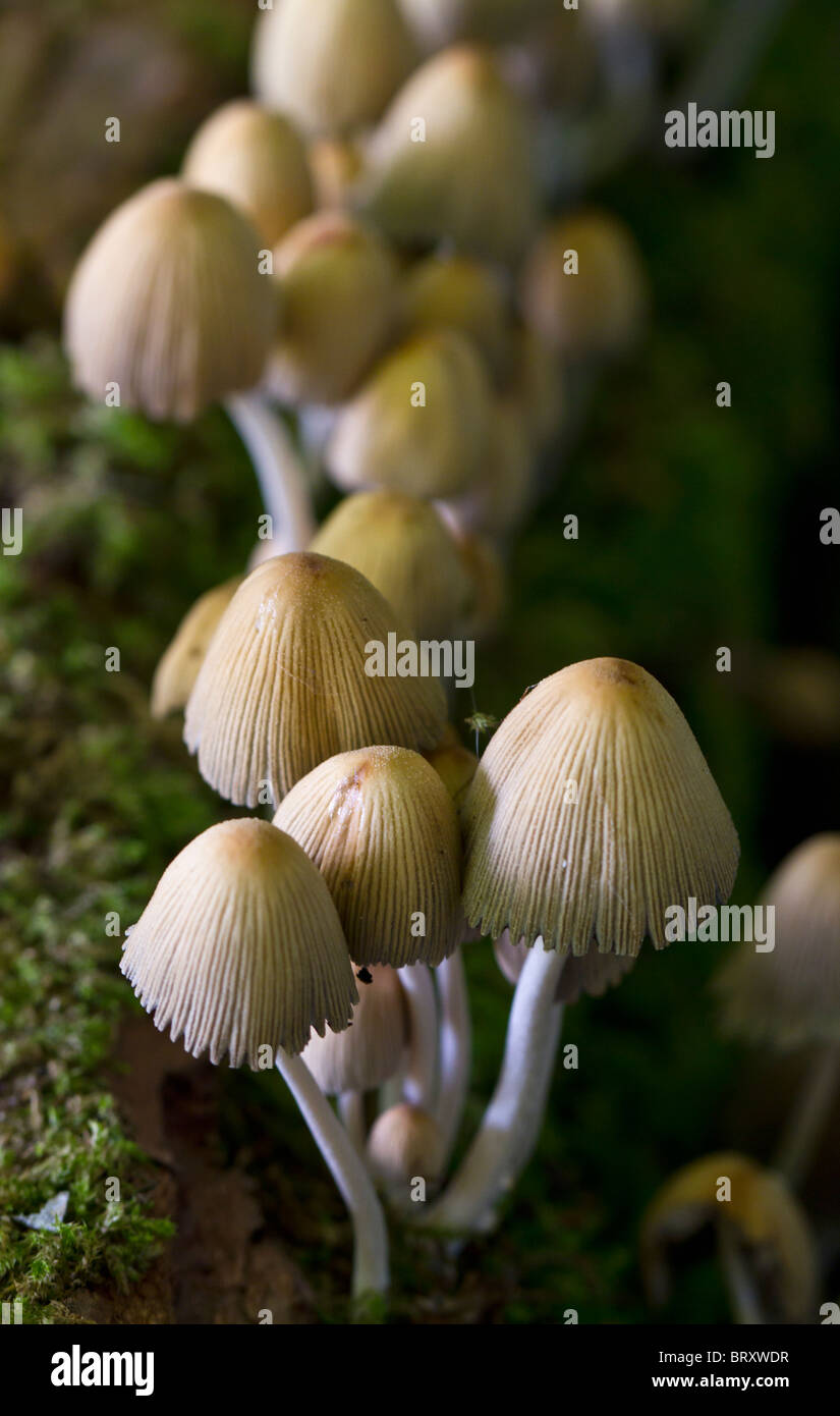 Glistening ink-cap (Coprinus micaceus) on decaying wood Stock Photo - Alamy
