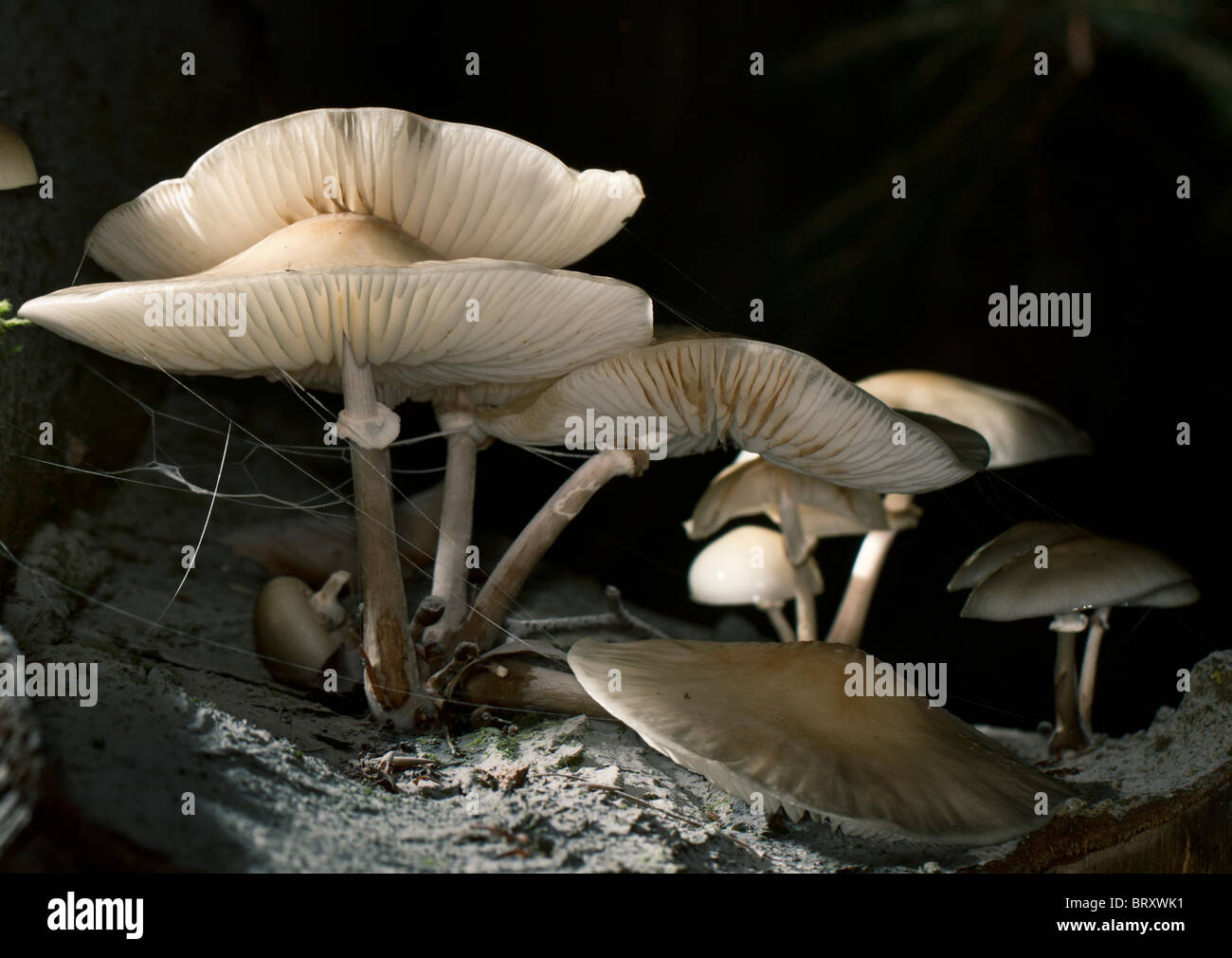 Porcelain fungus (Oudemansiella mucida) growing on a fallen beech tree ...