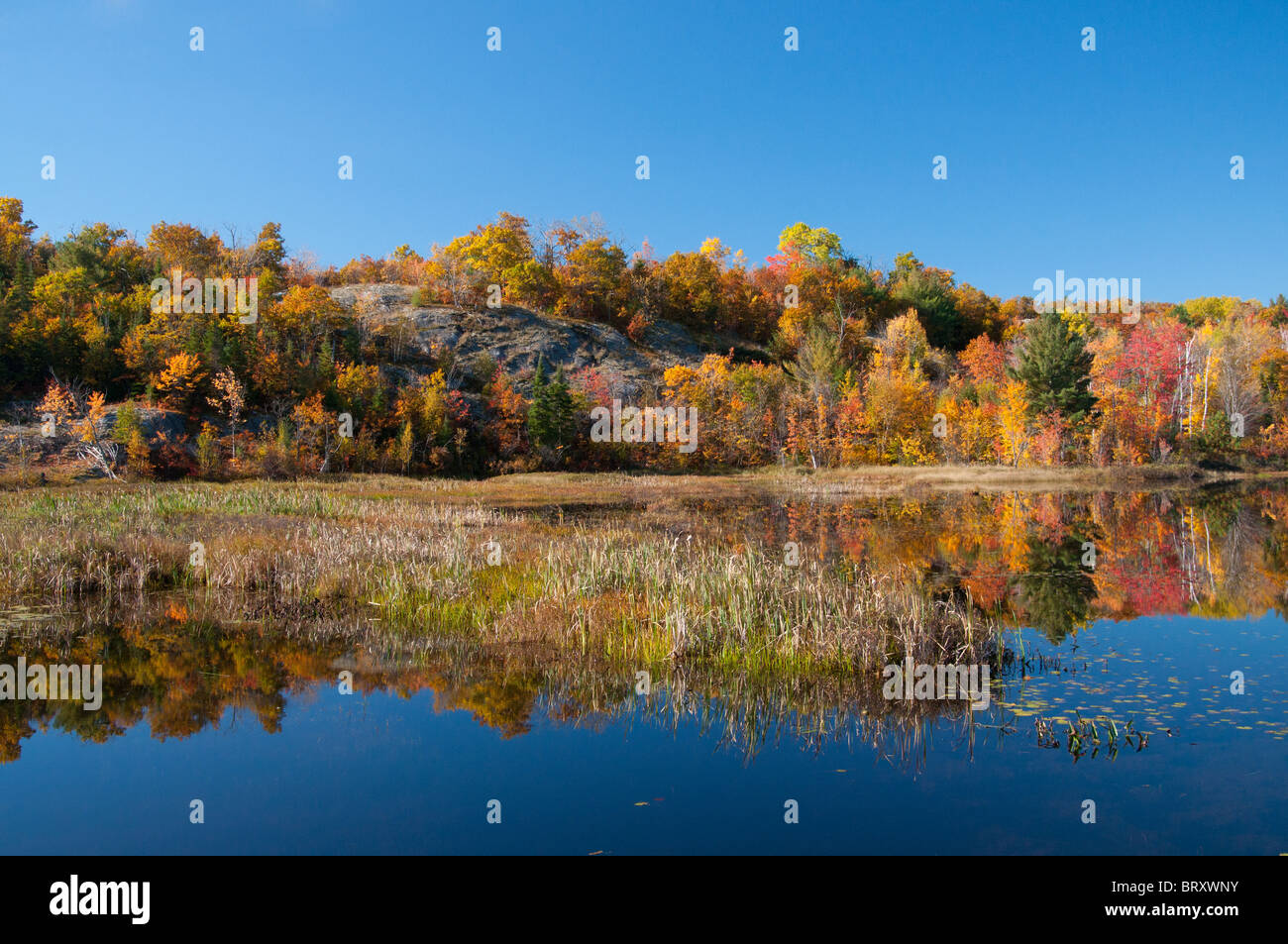 Fall foliage reflected in a Northern Ontario lake Stock Photo - Alamy