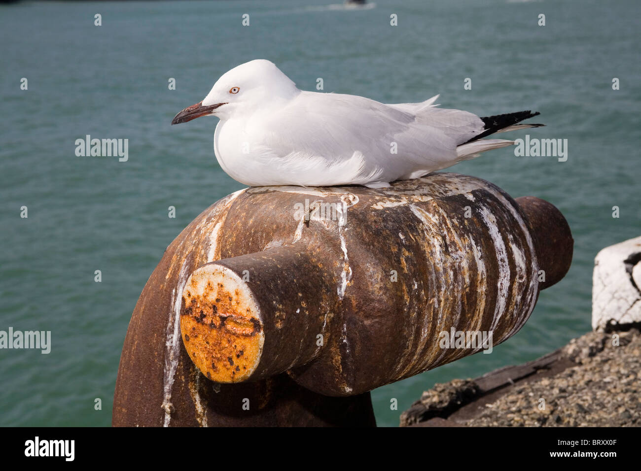 Seagull roosting on a harbour mooring point Stock Photo - Alamy