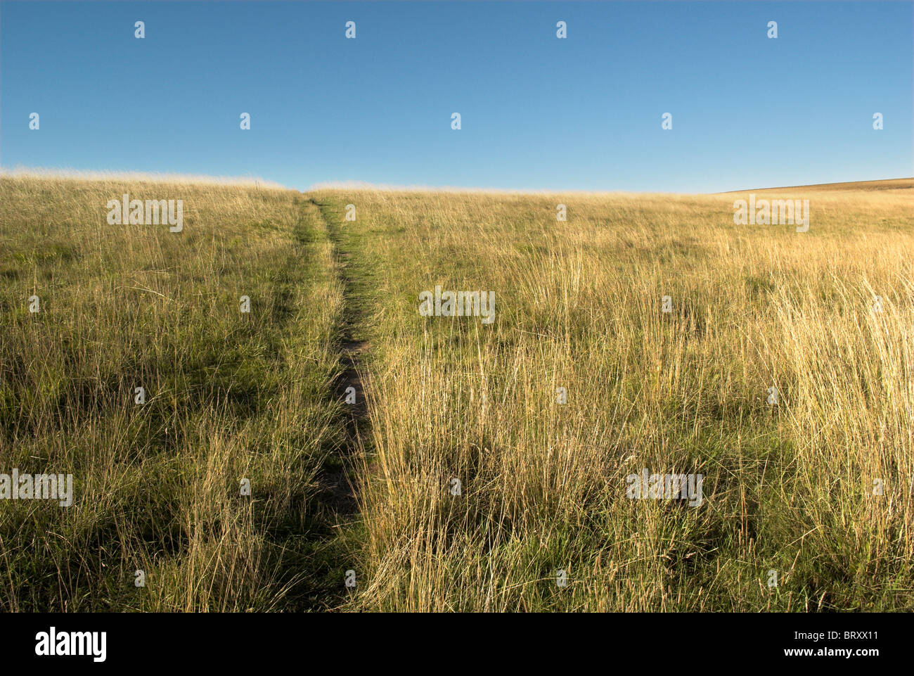 Downland footpath in the South Downs National Park Stock Photo - Alamy