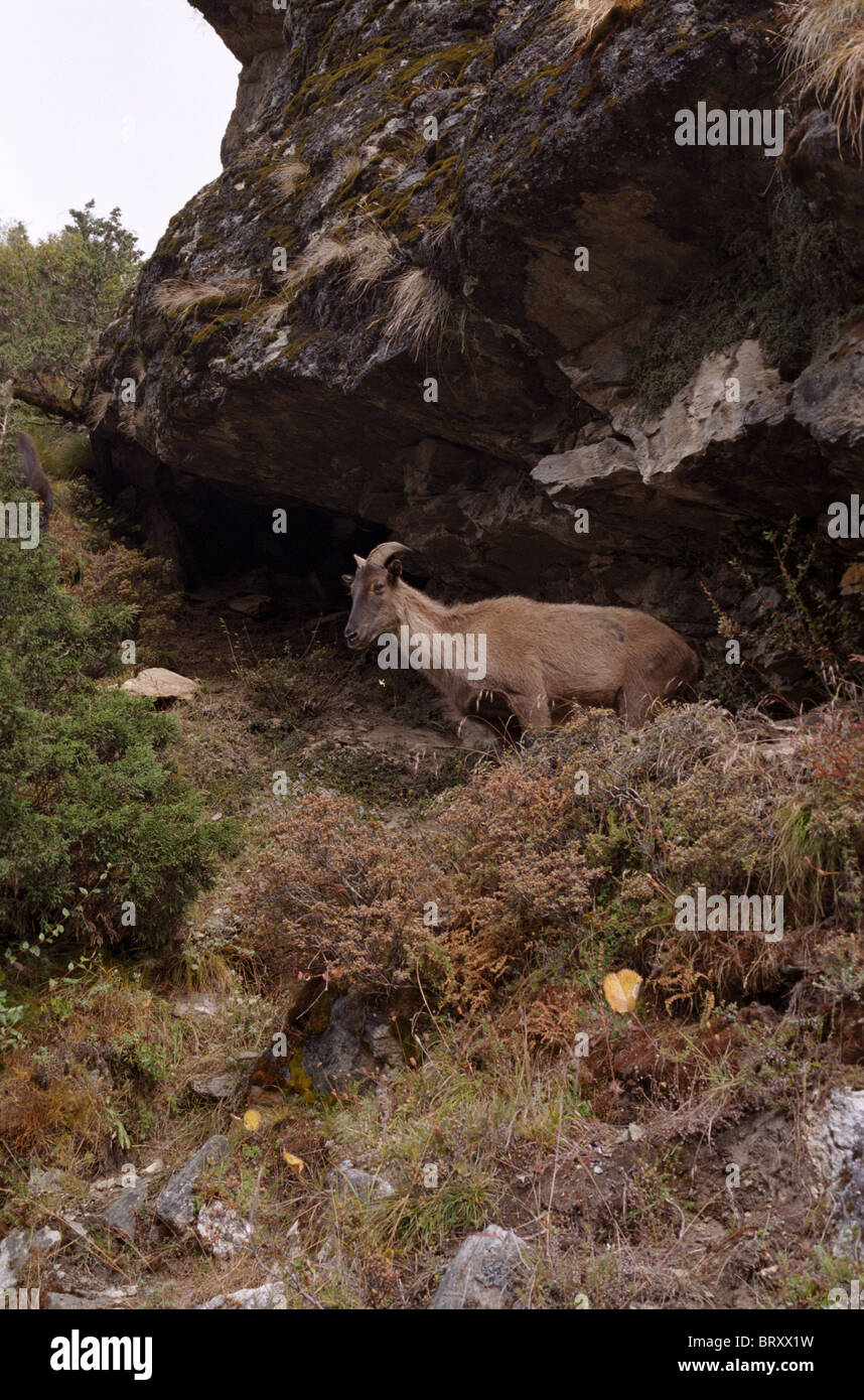Himalayan thar goat hi-res stock photography and images - Alamy