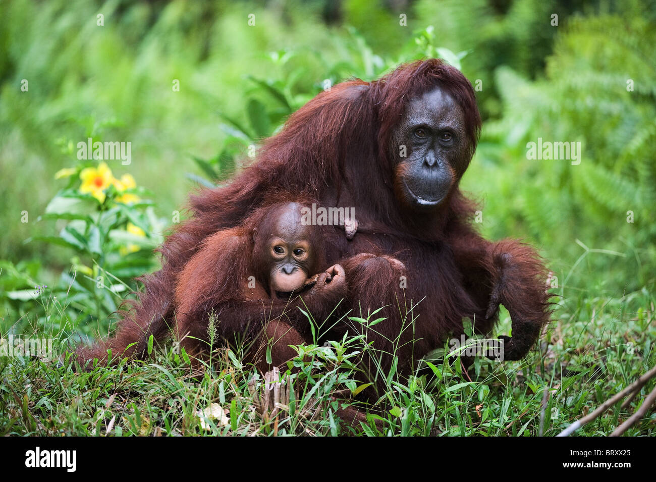 Fat Baby Orangutan