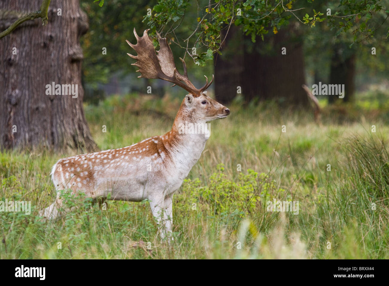 proud fallow deer buck with thick neck and large antlers ready for the ...