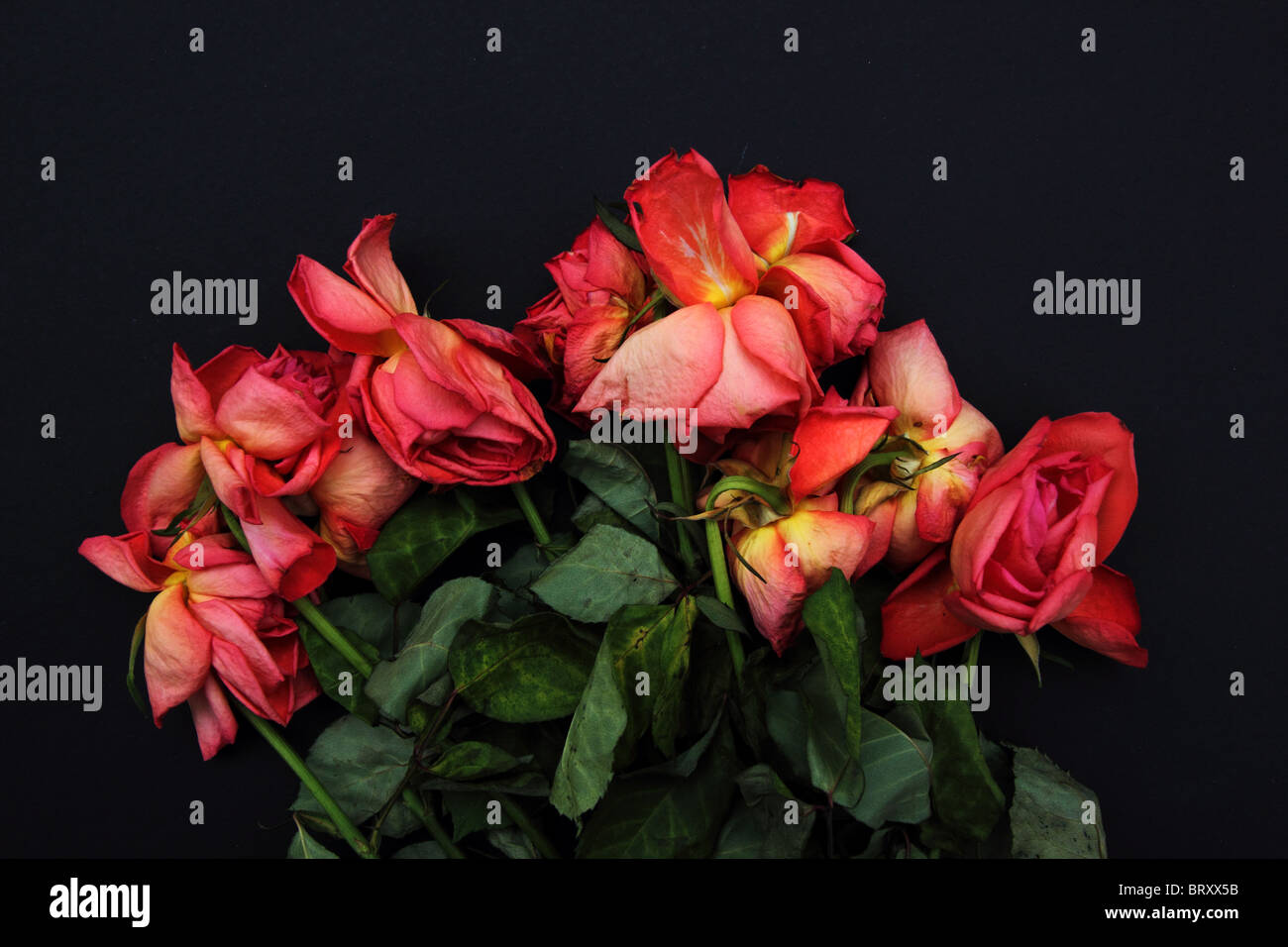BUNCH OF DEAD FLOWERS BLACK BACKGROUND HORIZONTAL BDB Stock Photo - Alamy