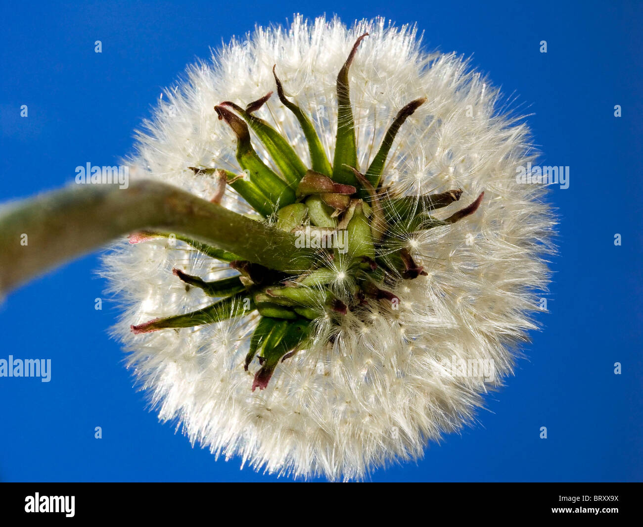 seeds of dandelion Stock Photo - Alamy