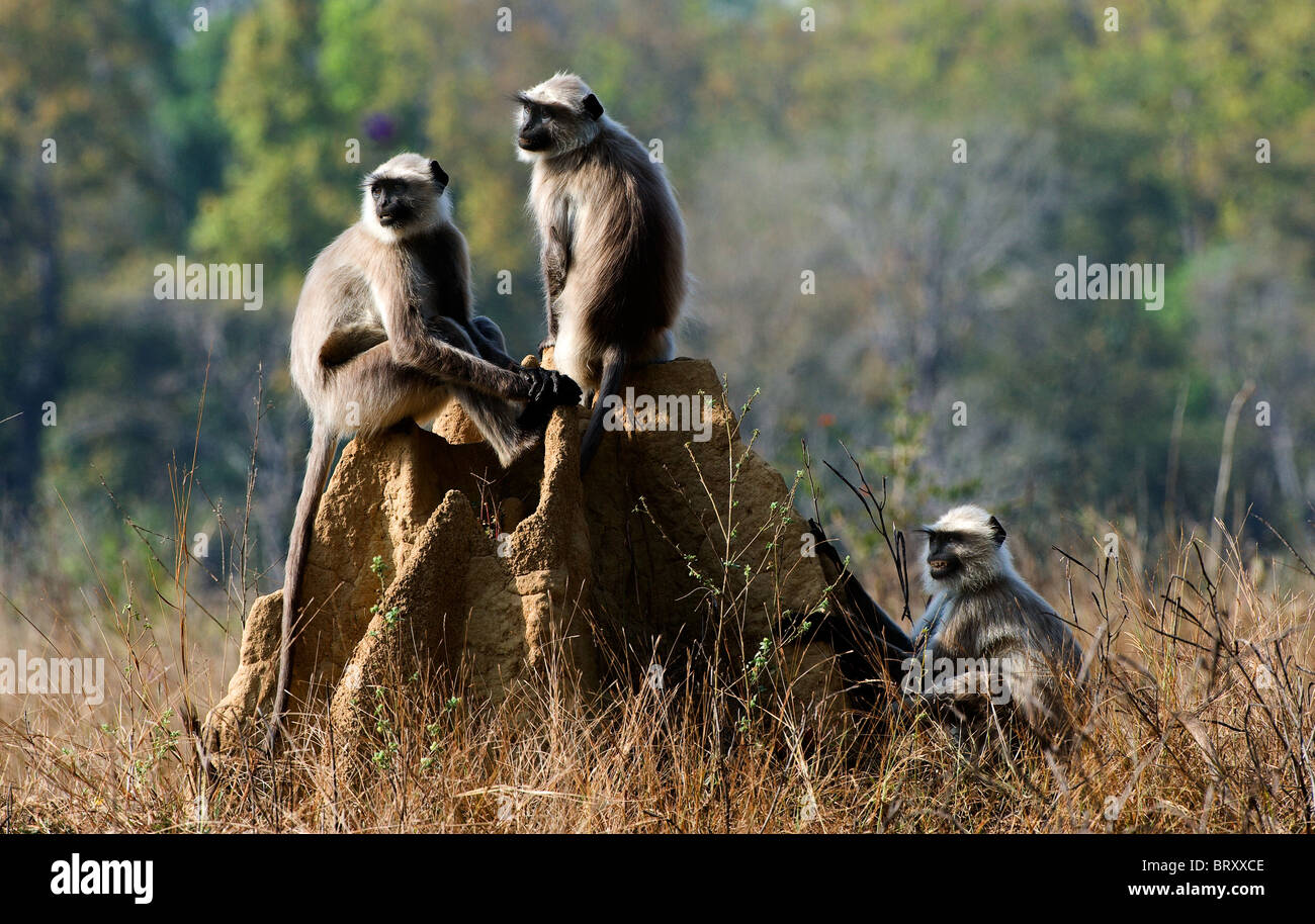 Gray langurs/ Semnopithecus entellus Stock Photo - Alamy