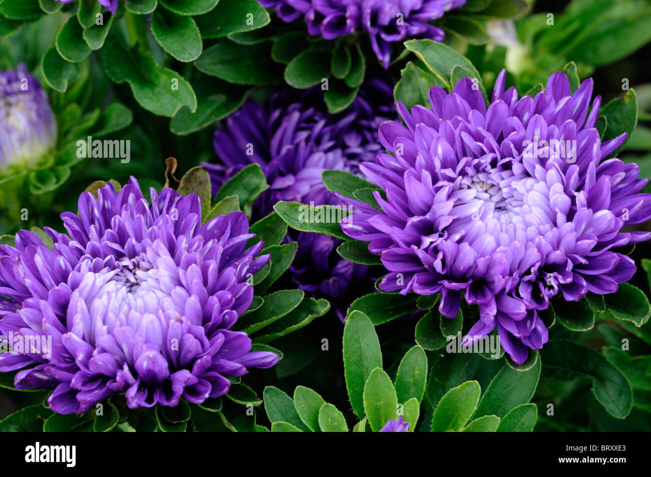 Aster Dwarf Milady Callistephus chinensis dwarf aster big deep blue ...