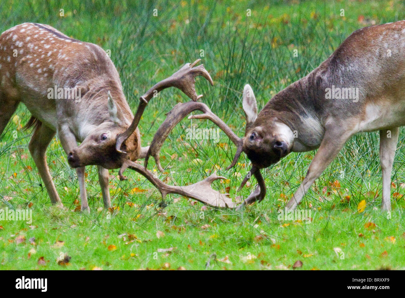 Fallow deer rutting Stock Photo - Alamy