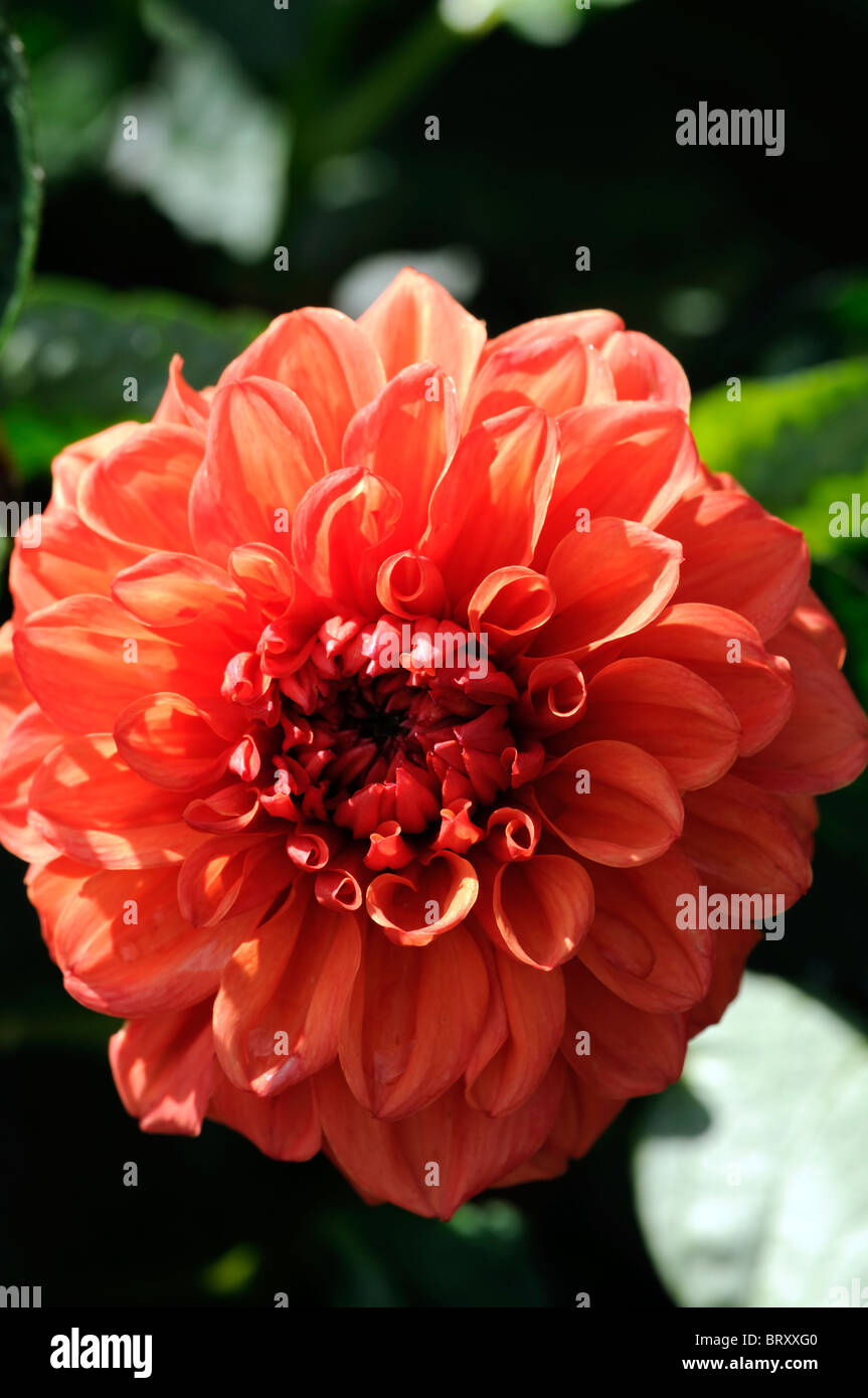 dahlia orange nugget Decorative flower bloom blossom color colour Stock ...