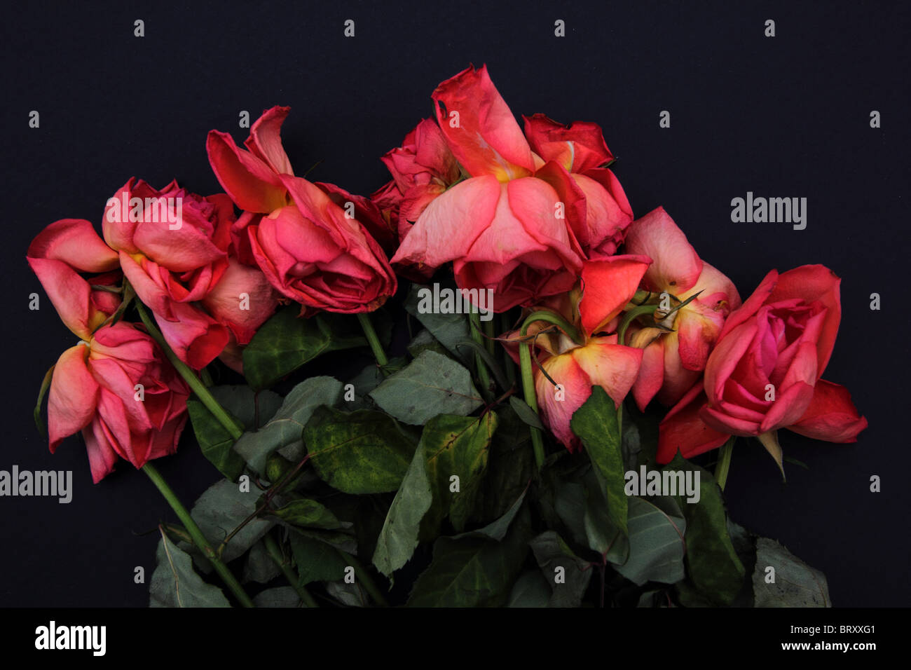 BUNCH OF DEAD FLOWERS BLACK BACKGROUND HORIZONTAL BDB Stock Photo - Alamy