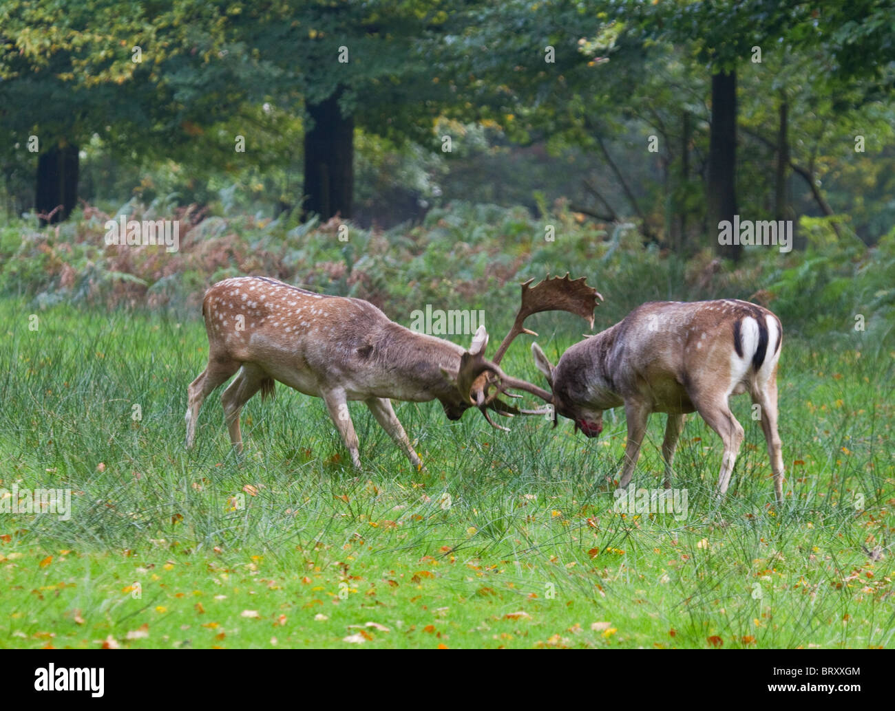 Deer with locked antlers hi-res stock photography and images - Alamy