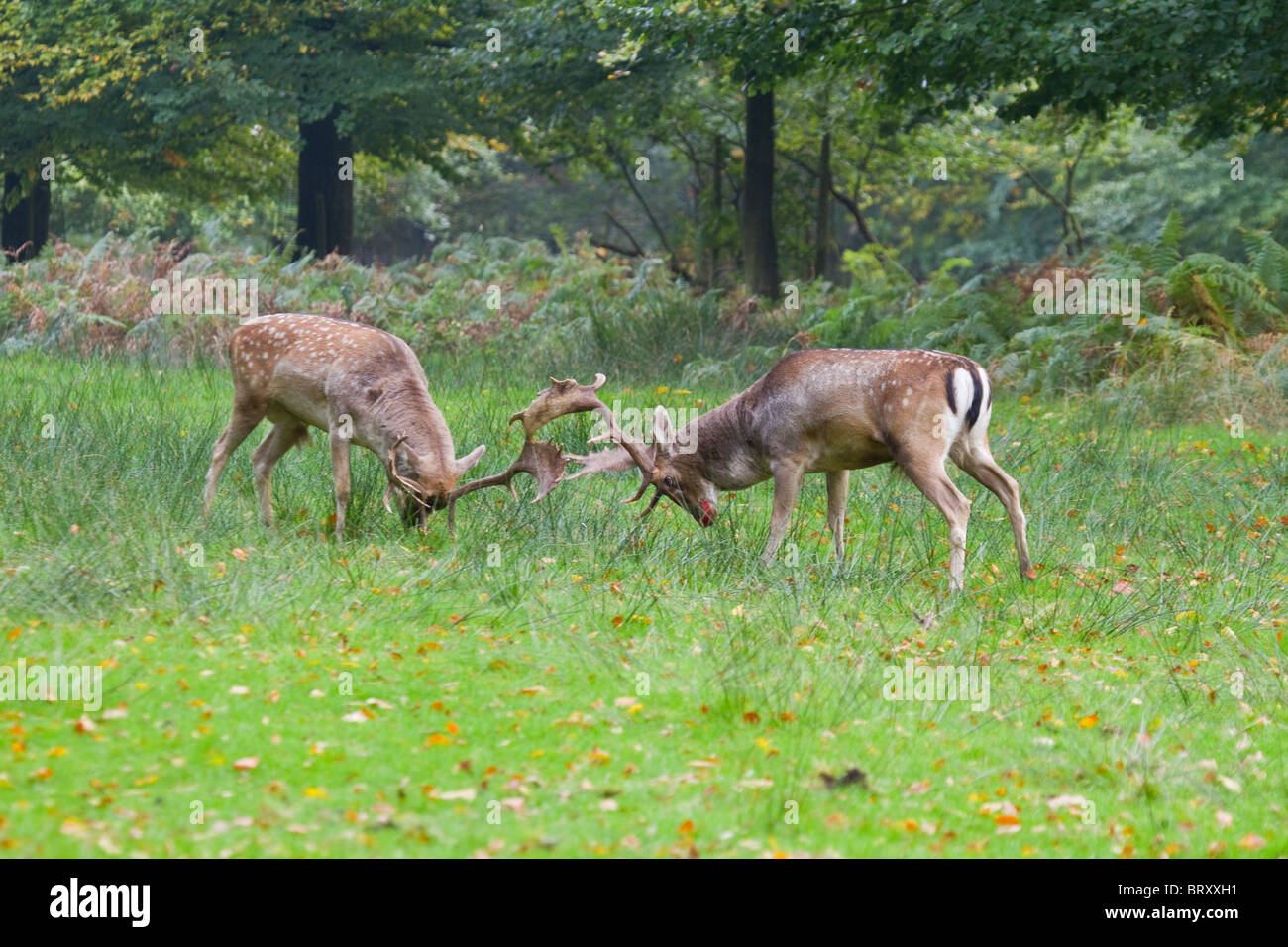 Fallow deer rutting Stock Photo - Alamy