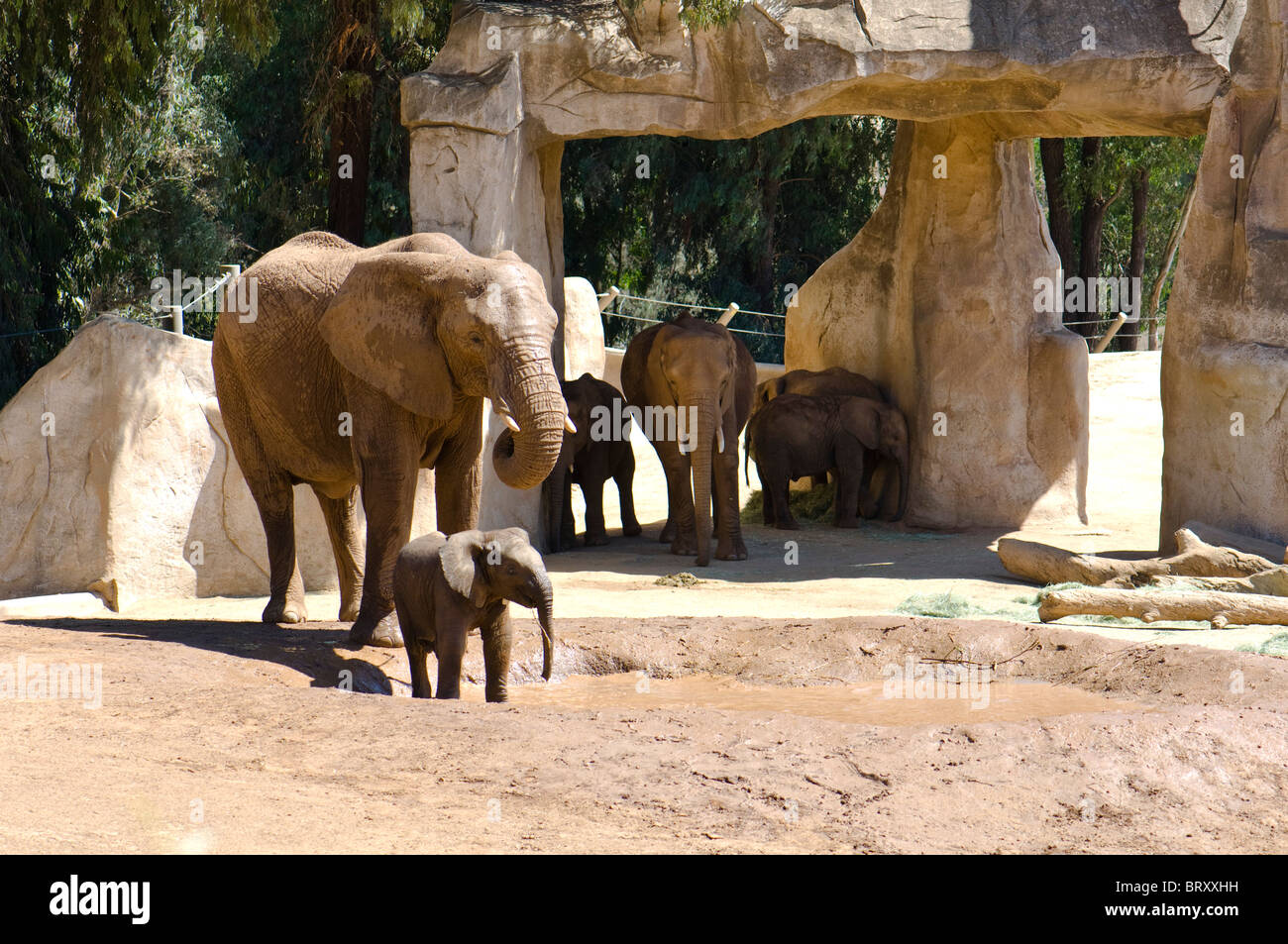 Baby elephant zoo hi-res stock photography and images - Alamy