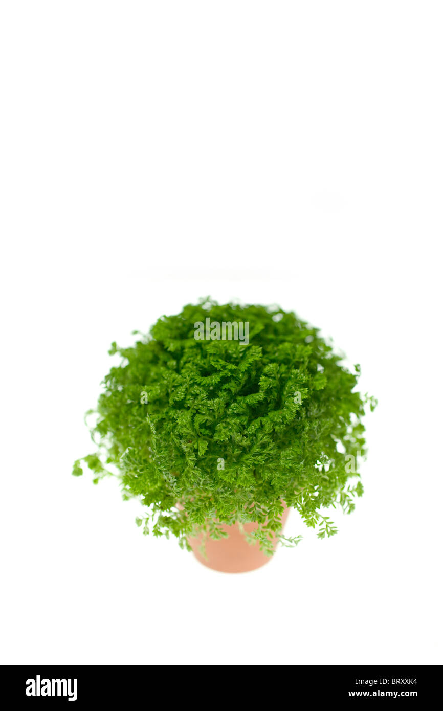 Potted plant cut hi-res stock photography and images - Alamy