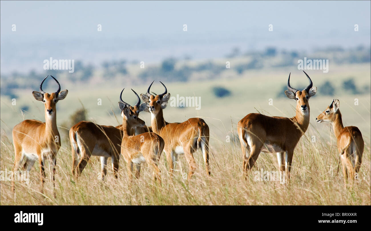 Female impala with horns hi-res stock photography and images - Alamy