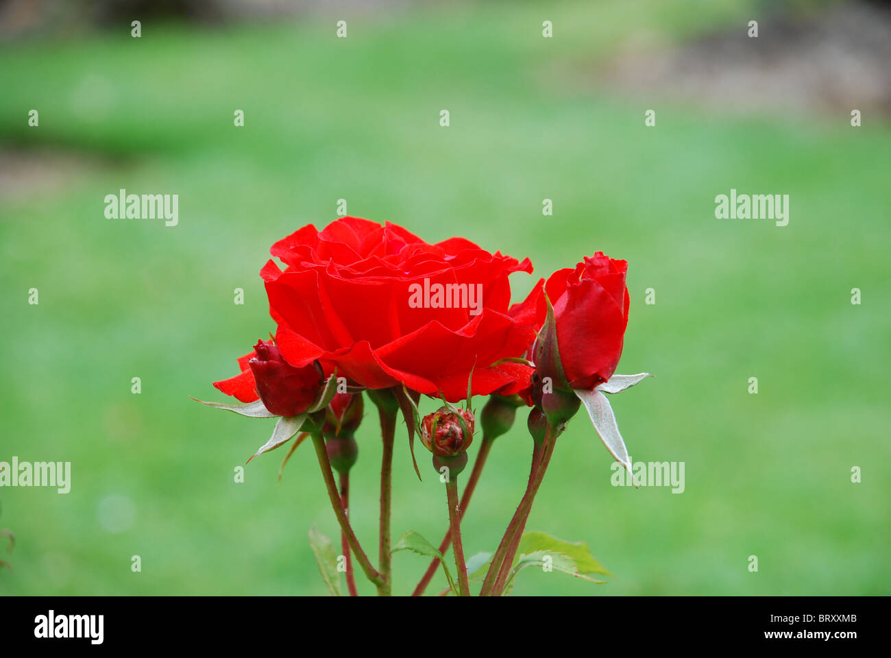 Red roses in bloom Stock Photo - Alamy