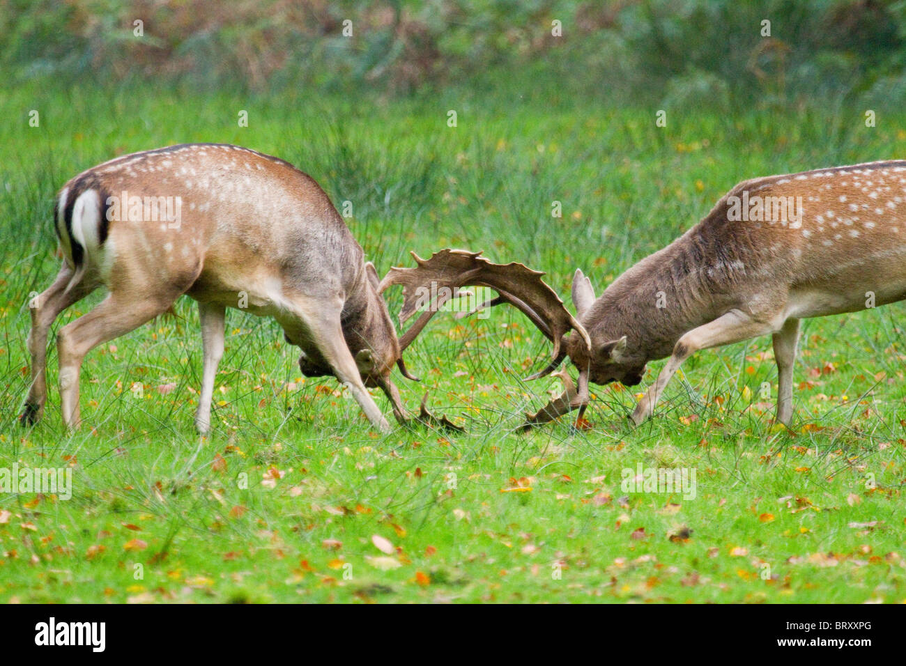 Two rutting males hi-res stock photography and images - Alamy