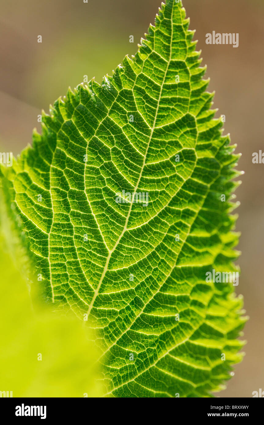 Leaf of Hydrangea Stock Photo - Alamy