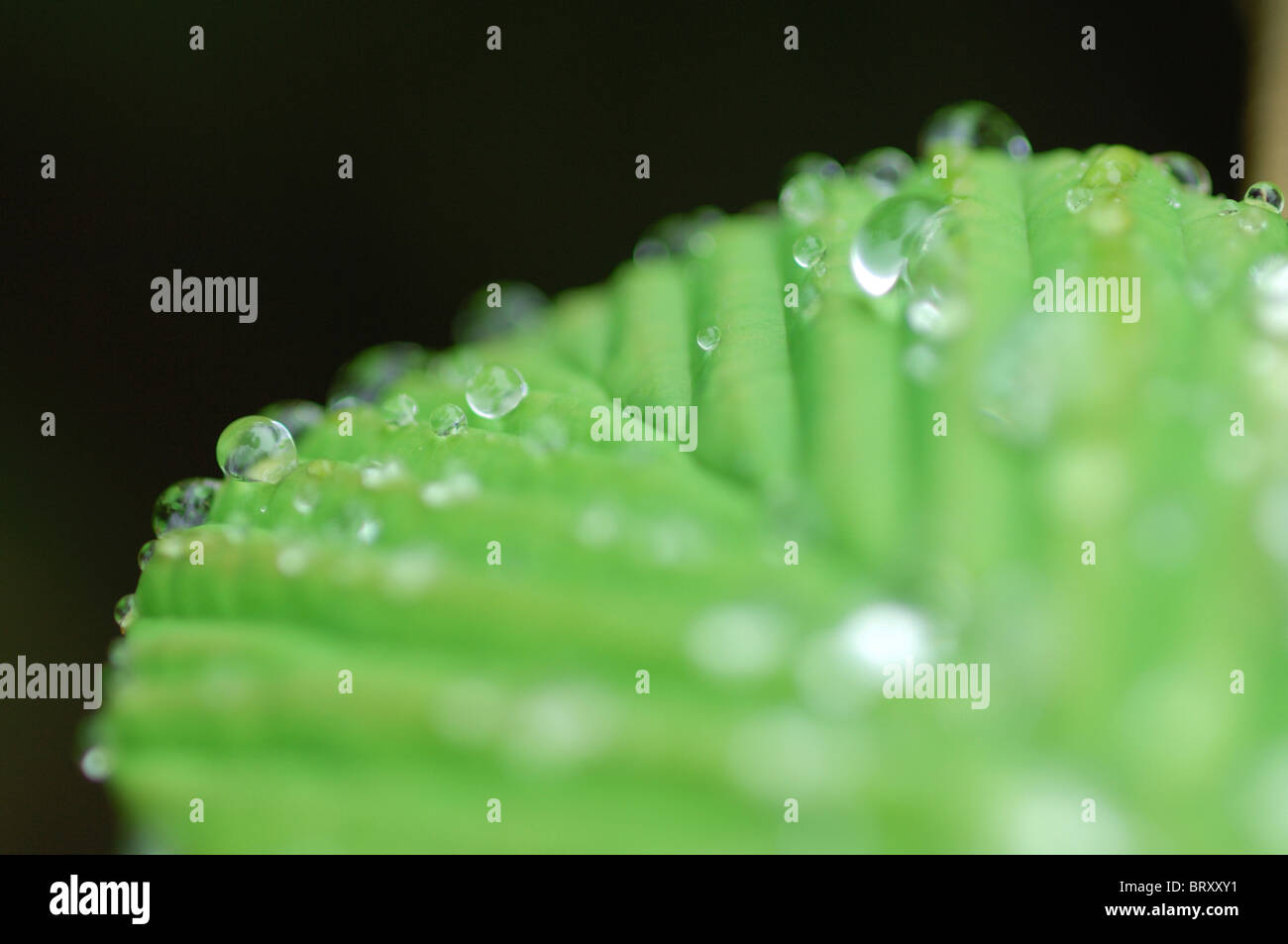 Dew drop on leaves Stock Photo - Alamy