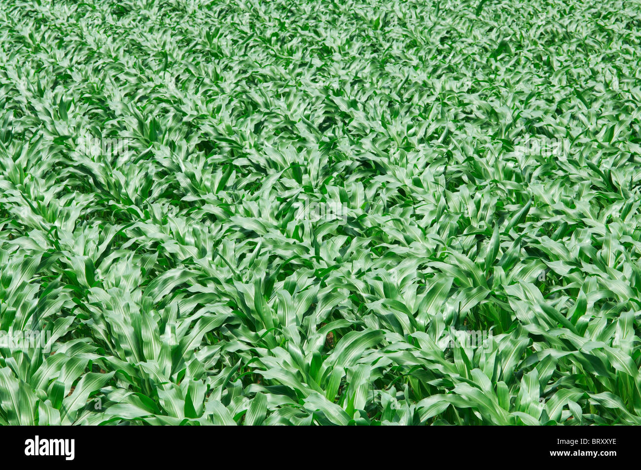Corn Field, Kanagawa Prefecture, Honshu, Japan Stock Photo - Alamy
