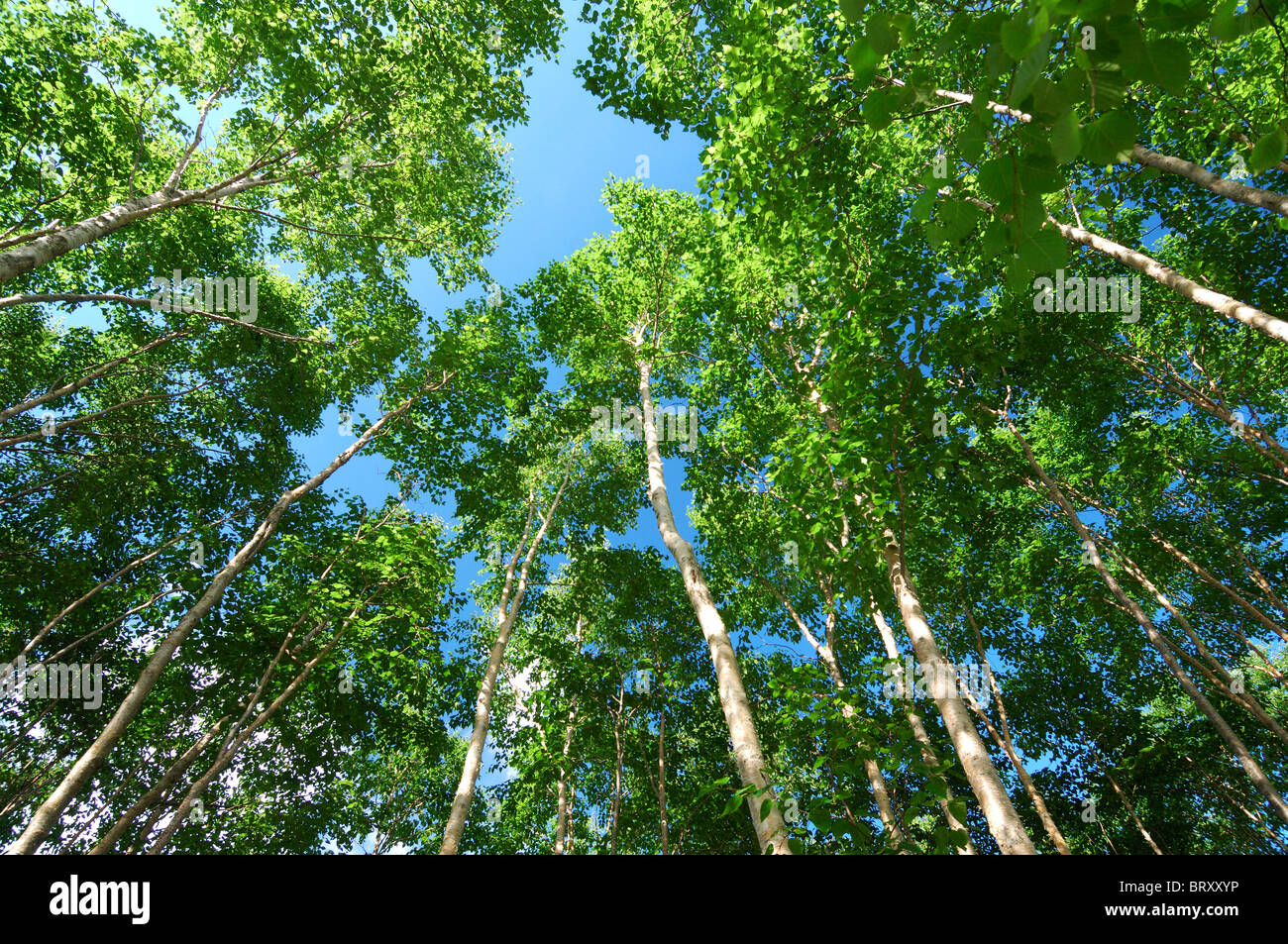 Erman's birch (Betula ermanii) forest, Kanagawa Prefecture, Honshu ...