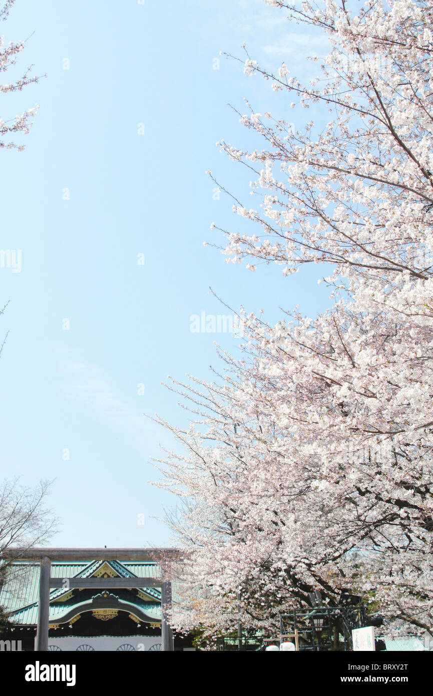 Tori gate cherry blossoms hi-res stock photography and images - Alamy