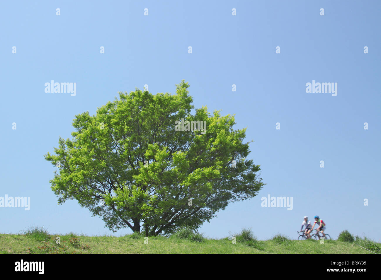 Cyclists on Tamagawa river dyke Tokyo Prefecture Honshu Japan Stock ...