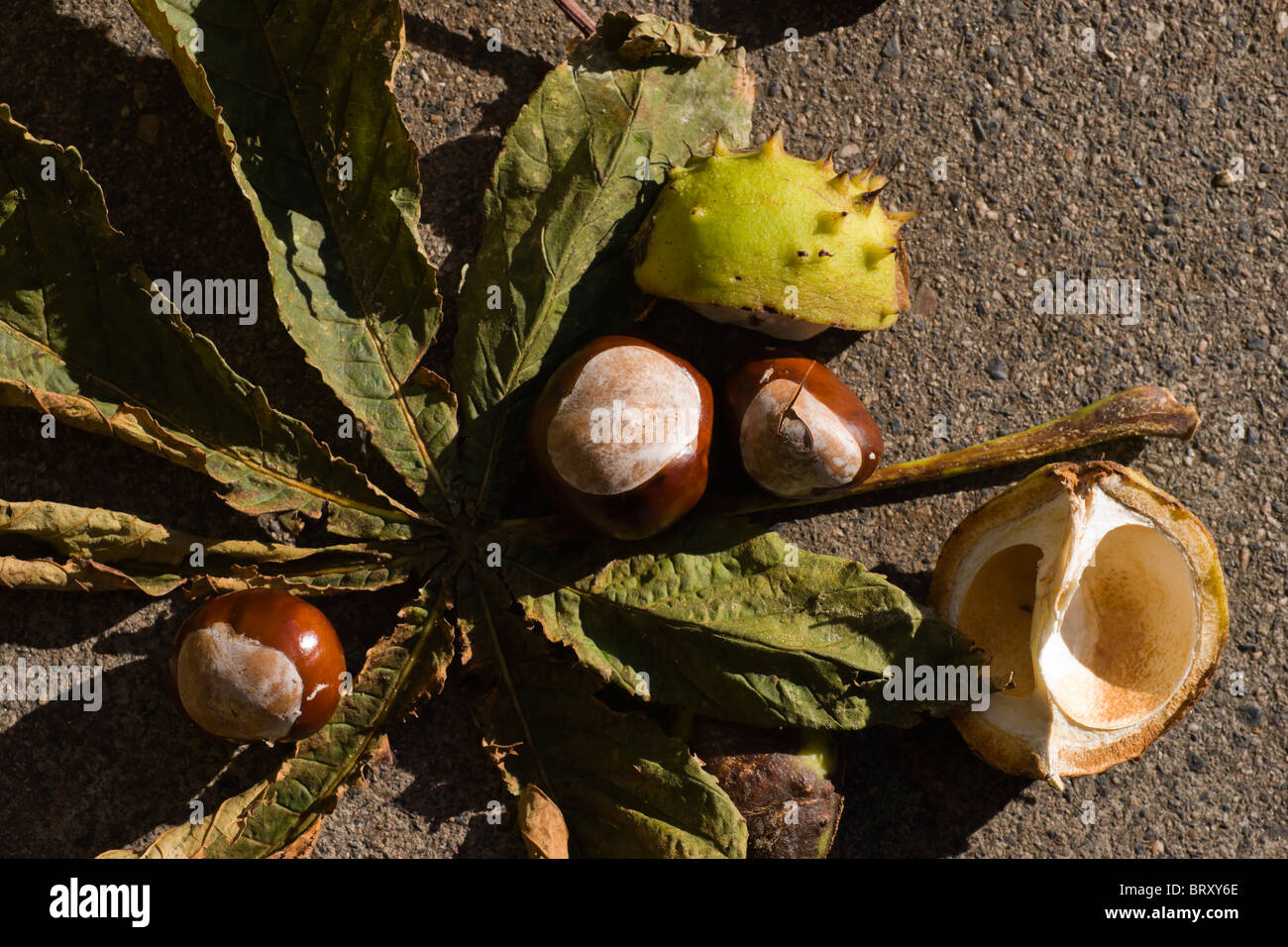 Conkers uk game hi-res stock photography and images - Alamy