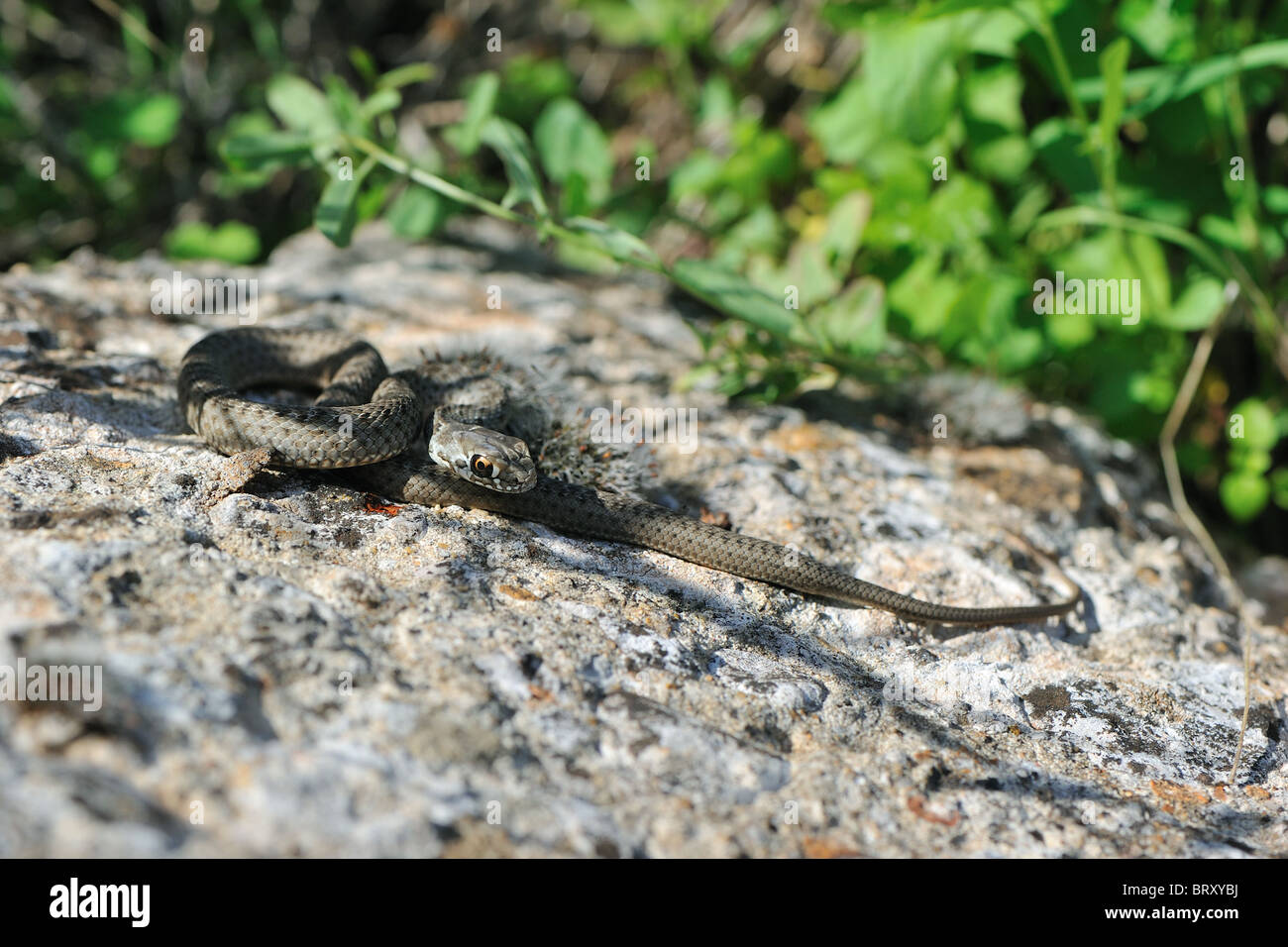 Montpellier snake (Malpolon Monspessulanus) young coiled up on a rock ...