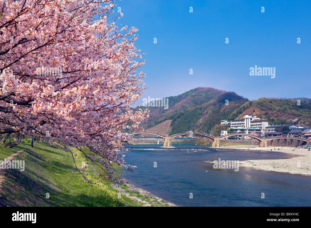Kintai bridge and cherry blossoms, Yamaguchi Prefecture, Honshu, Japan ...