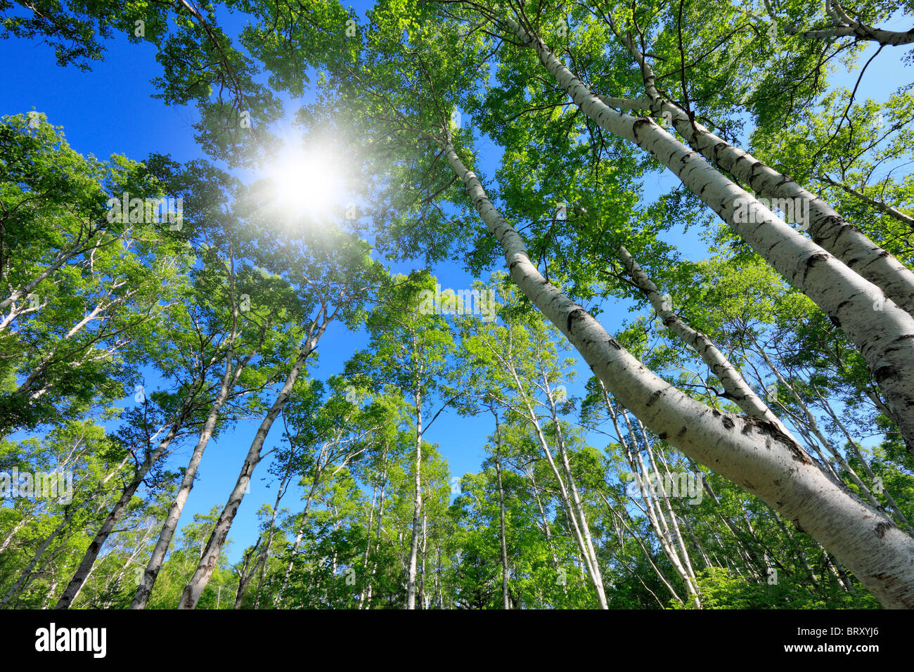 Japanese White Birch forest, Low angle view, Nagano Prefecture, Honshu ...