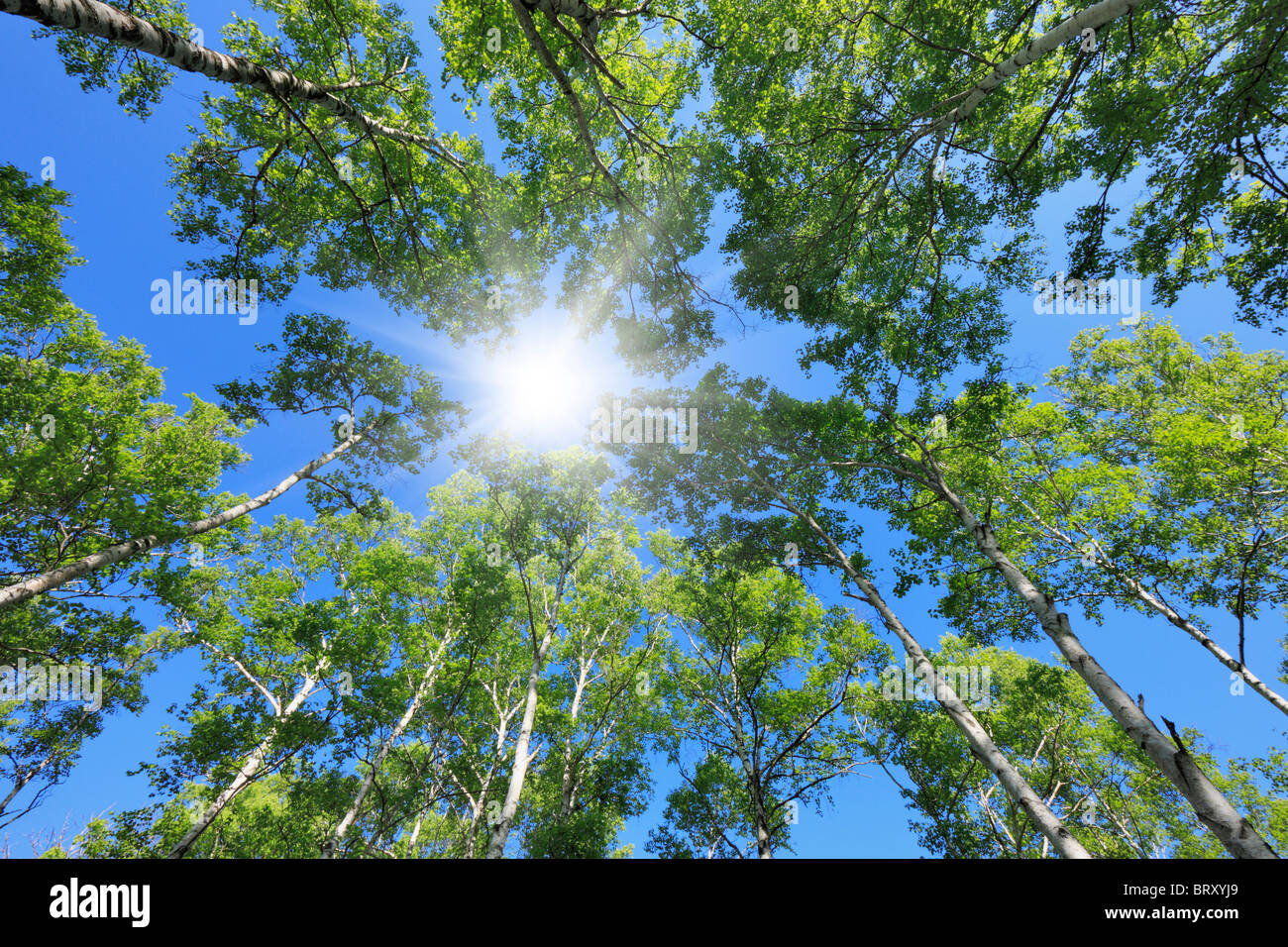 Japanese white birches hi-res stock photography and images - Alamy