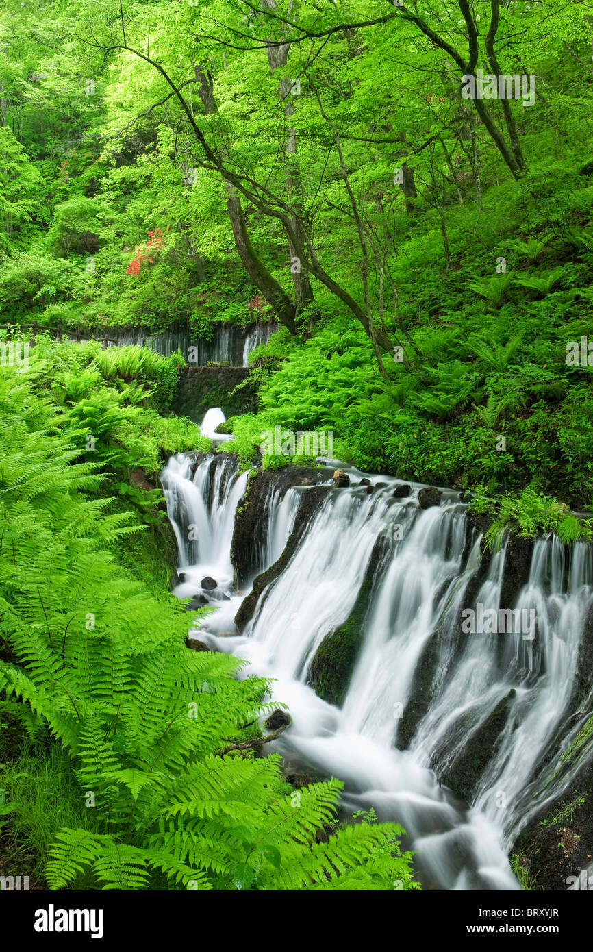 Shiraito waterfall, Nagano Prefecture, Honshu, Japan Stock Photo - Alamy