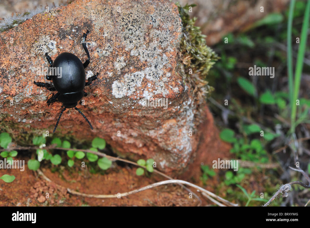 Bloody-nosed beetle - Blood spewer - Blood spewing beetle (Timarcha ...