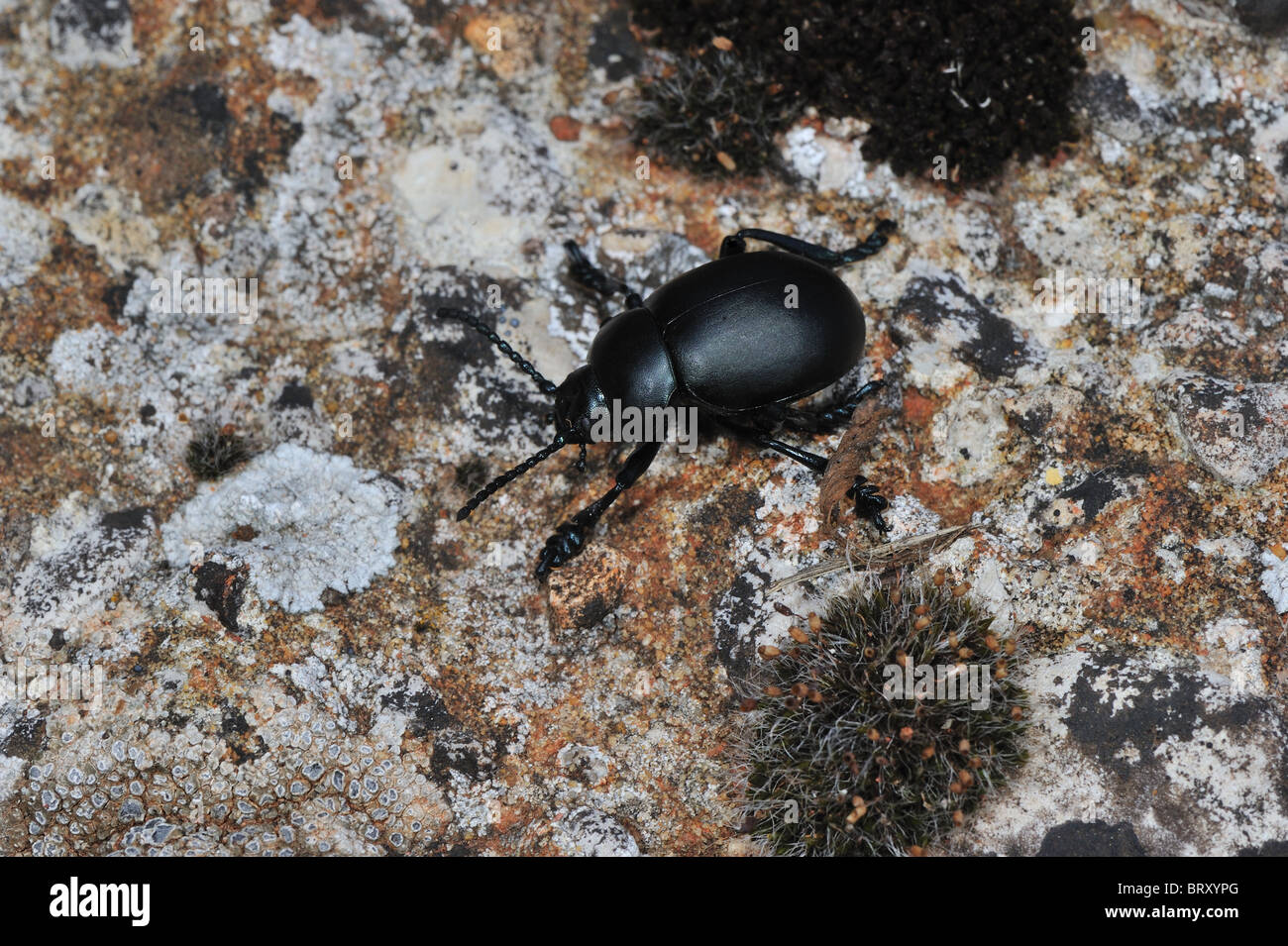 Bloody-nosed beetle - Blood spewer - Blood spewing beetle (Timarcha ...