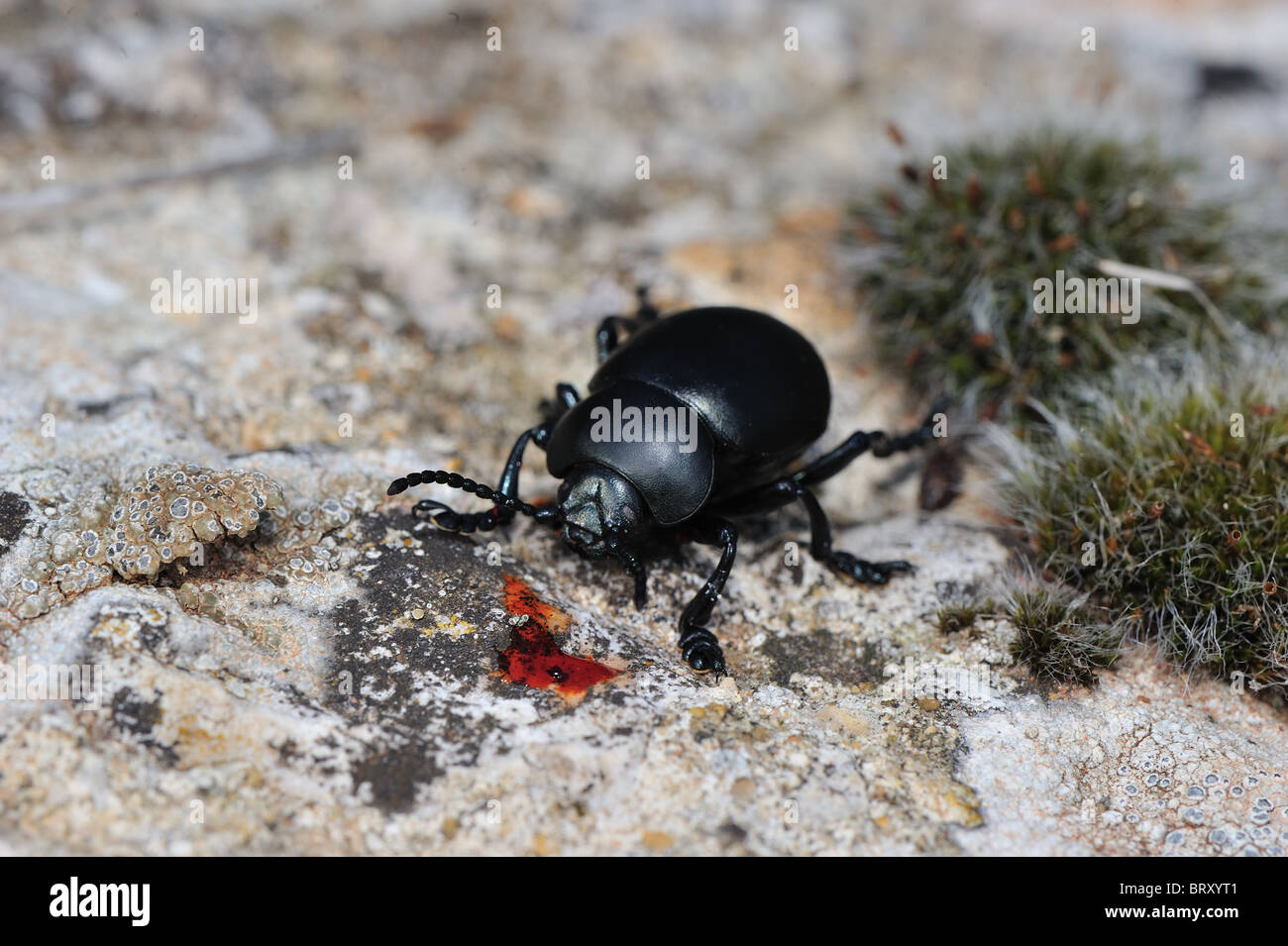 Bloody-nosed beetle - Blood spewer - Blood spewing beetle (Timarcha ...