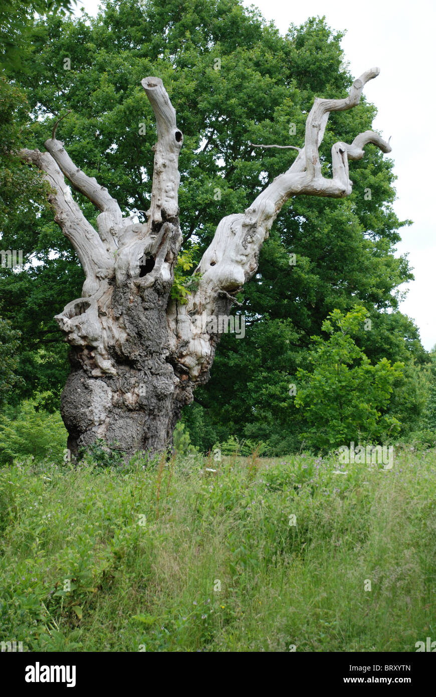 Old dead tree Stock Photo - Alamy