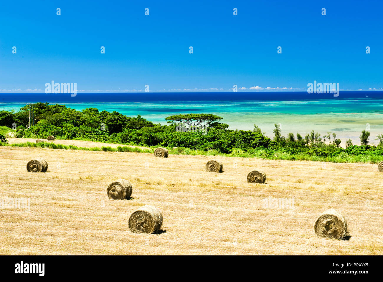 Okinawa people farming hi-res stock photography and images - Alamy