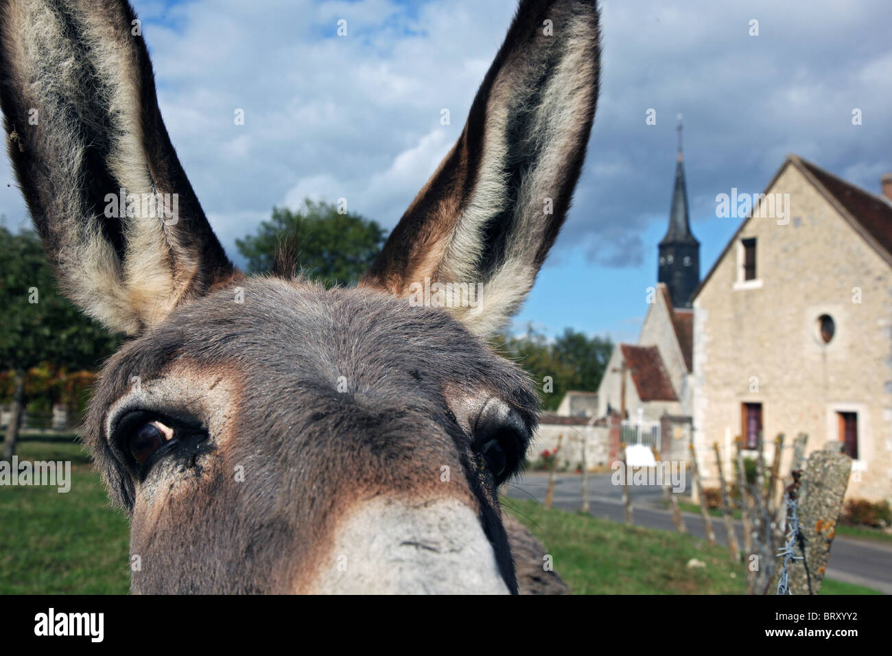 Normandy donkey hi-res stock photography and images - Alamy