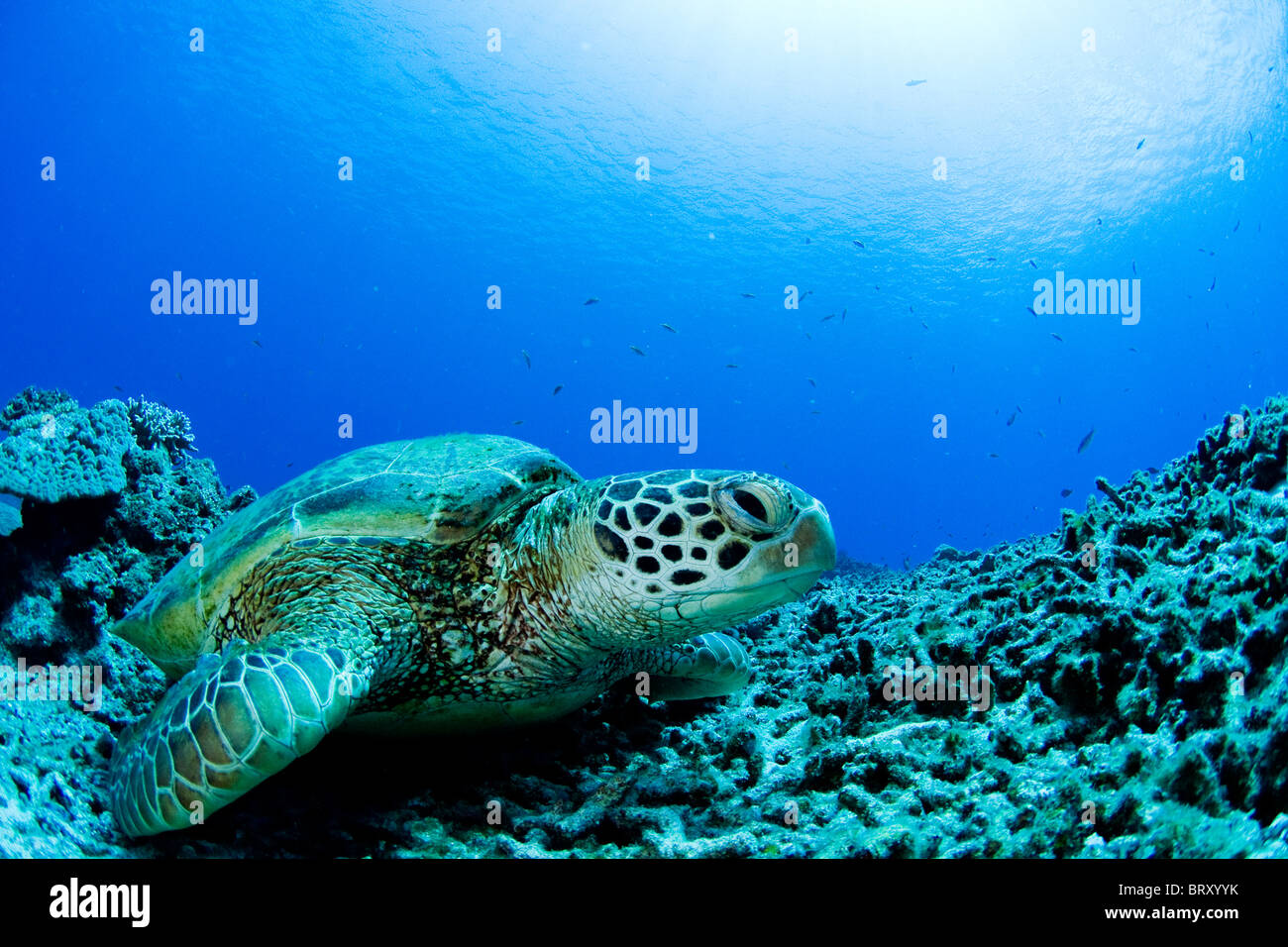 Mother sea turtles hi-res stock photography and images - Alamy