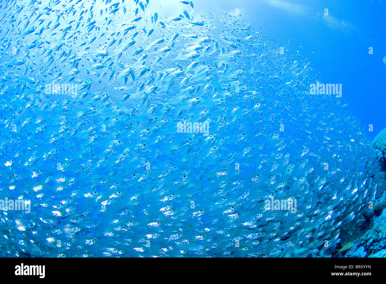 Underwater, no animals, no people hi-res stock photography and images ...