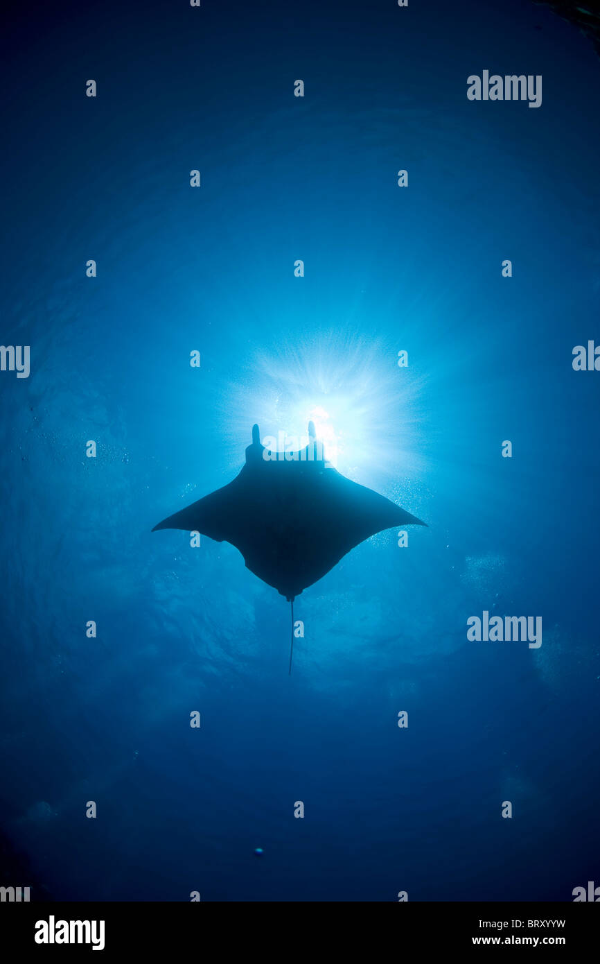 Manta brevirostris hi-res stock photography and images - Alamy