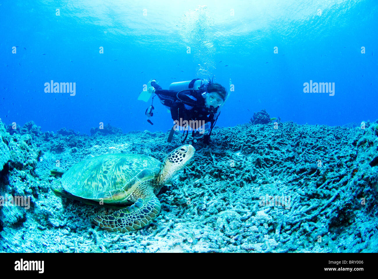 Diver and sea turtle underwater Stock Photo - Alamy