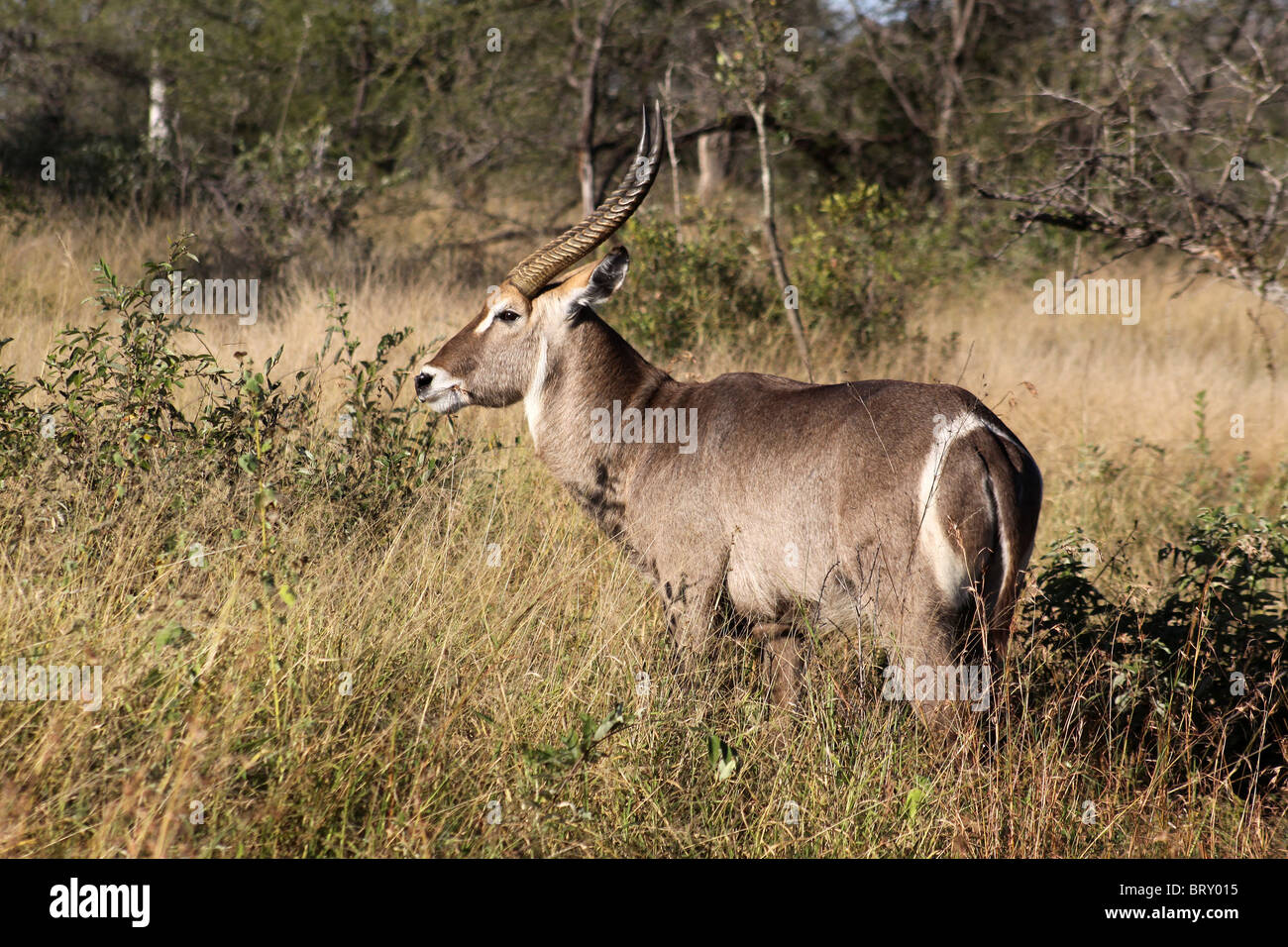 ANTELOP IN THE PRIVATE RESERVE OF MALA MALA, SABIE SAND ANIMAL RESERVE ...