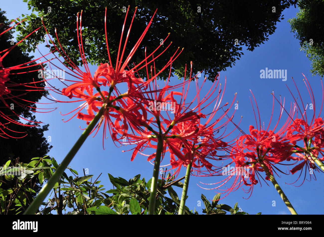 Low Angle View of Red Spider Lily Stock Photo - Alamy