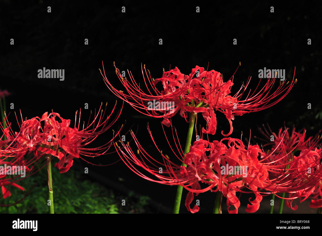 Close Up Image of Red Spider Lily Stock Photo - Alamy