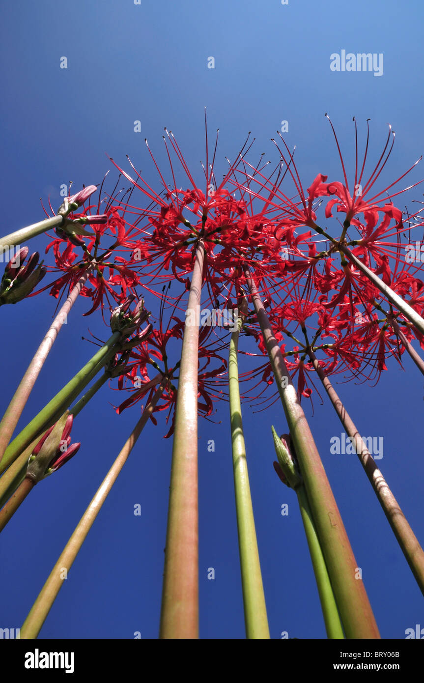 Low Angle View of Red Spider Lily Stock Photo - Alamy