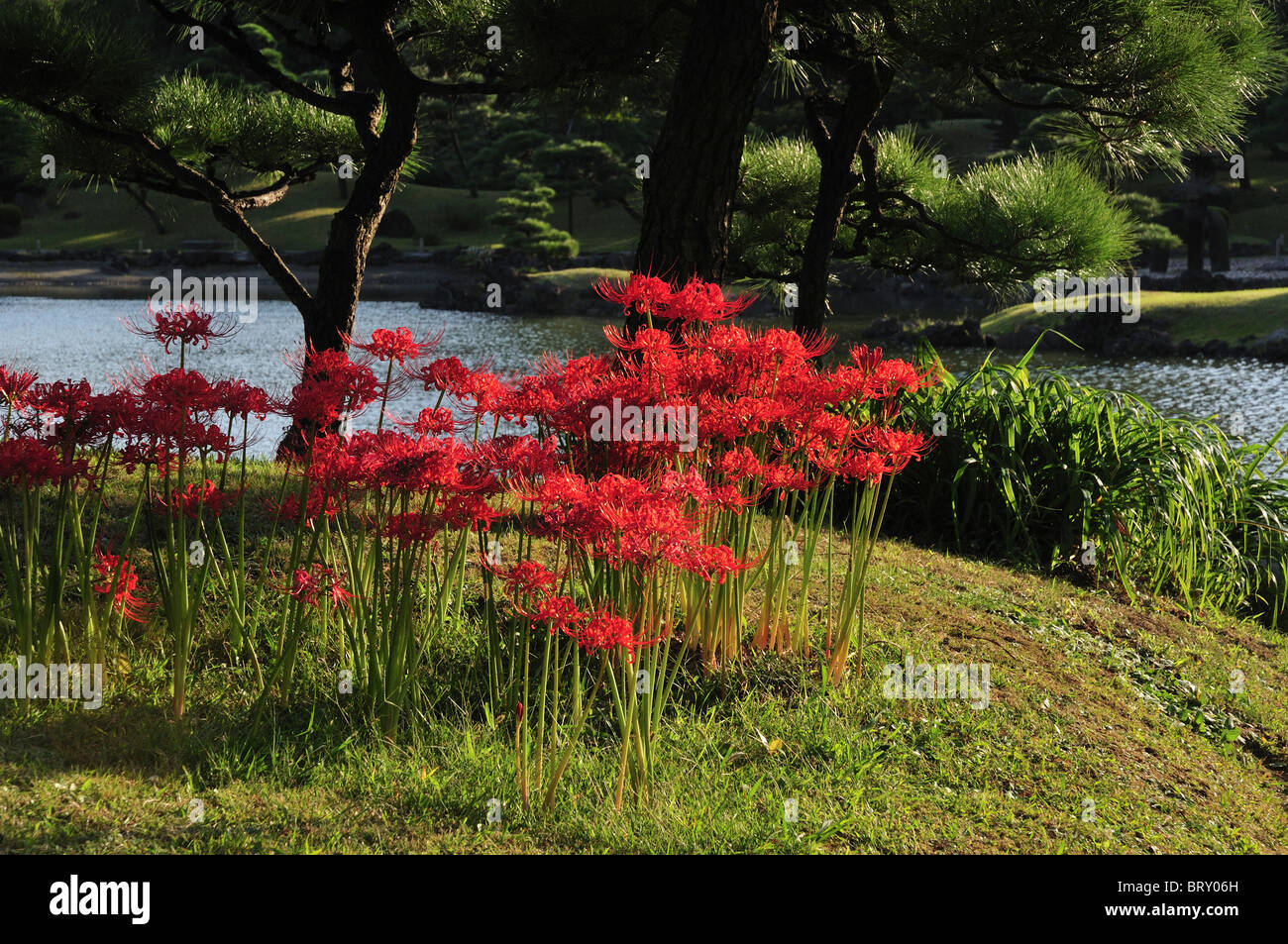 Japanese spider lily hi-res stock photography and images - Alamy