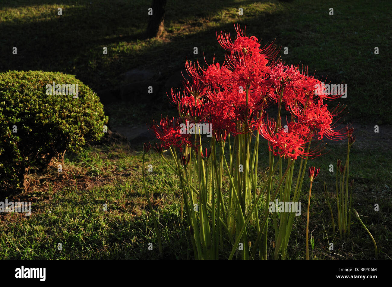 Japanese spider lily hi-res stock photography and images - Alamy